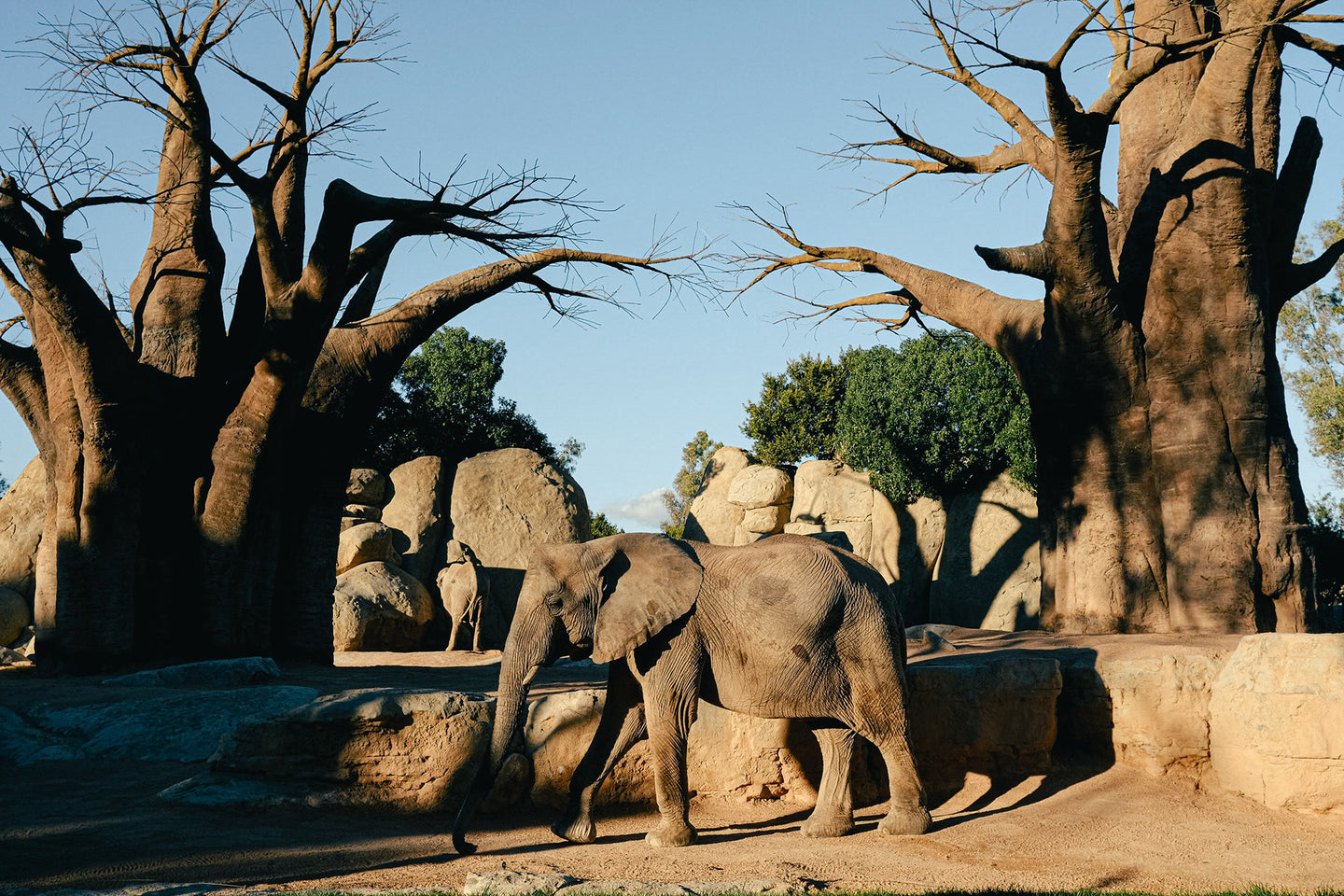 African Ingredients You Need to Know – MOIN